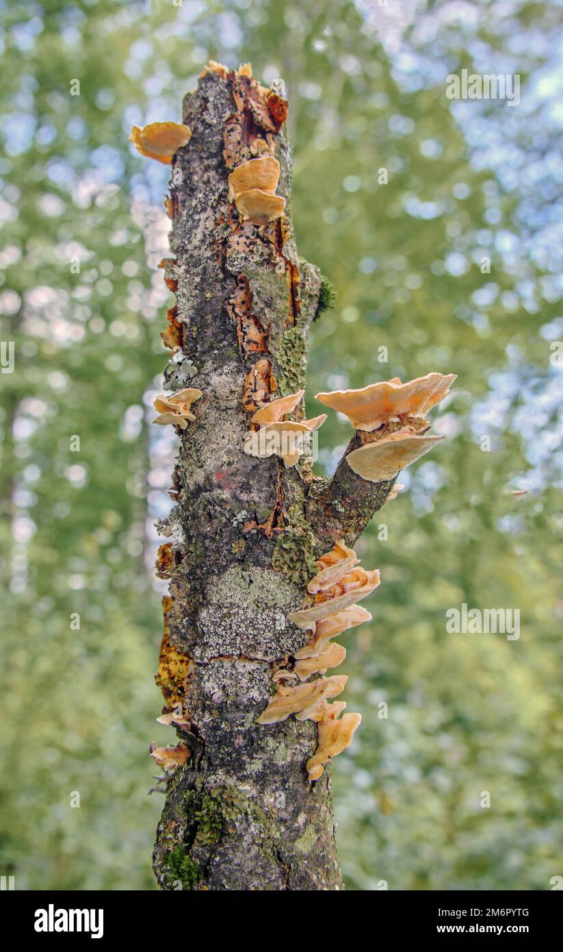 Biology of fungi hi-res stock photography and images - Alamy