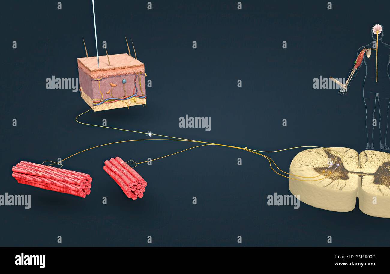 Nerve fibres human brain hi-res stock photography and images - Alamy