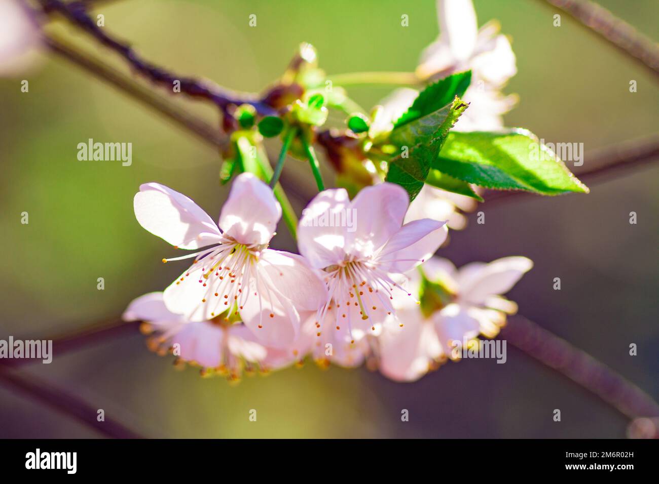 Beautiful nature scene with blooming tree and sun flare. Sunny day ...