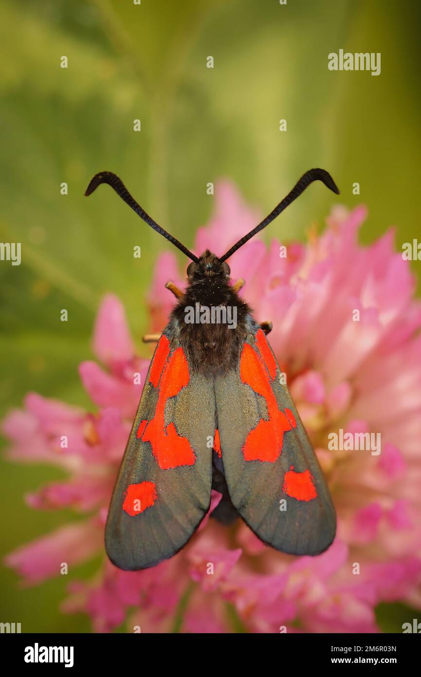 Natural vertical closeup on a colorful Five-spot Burnet moth, Zygaena ...