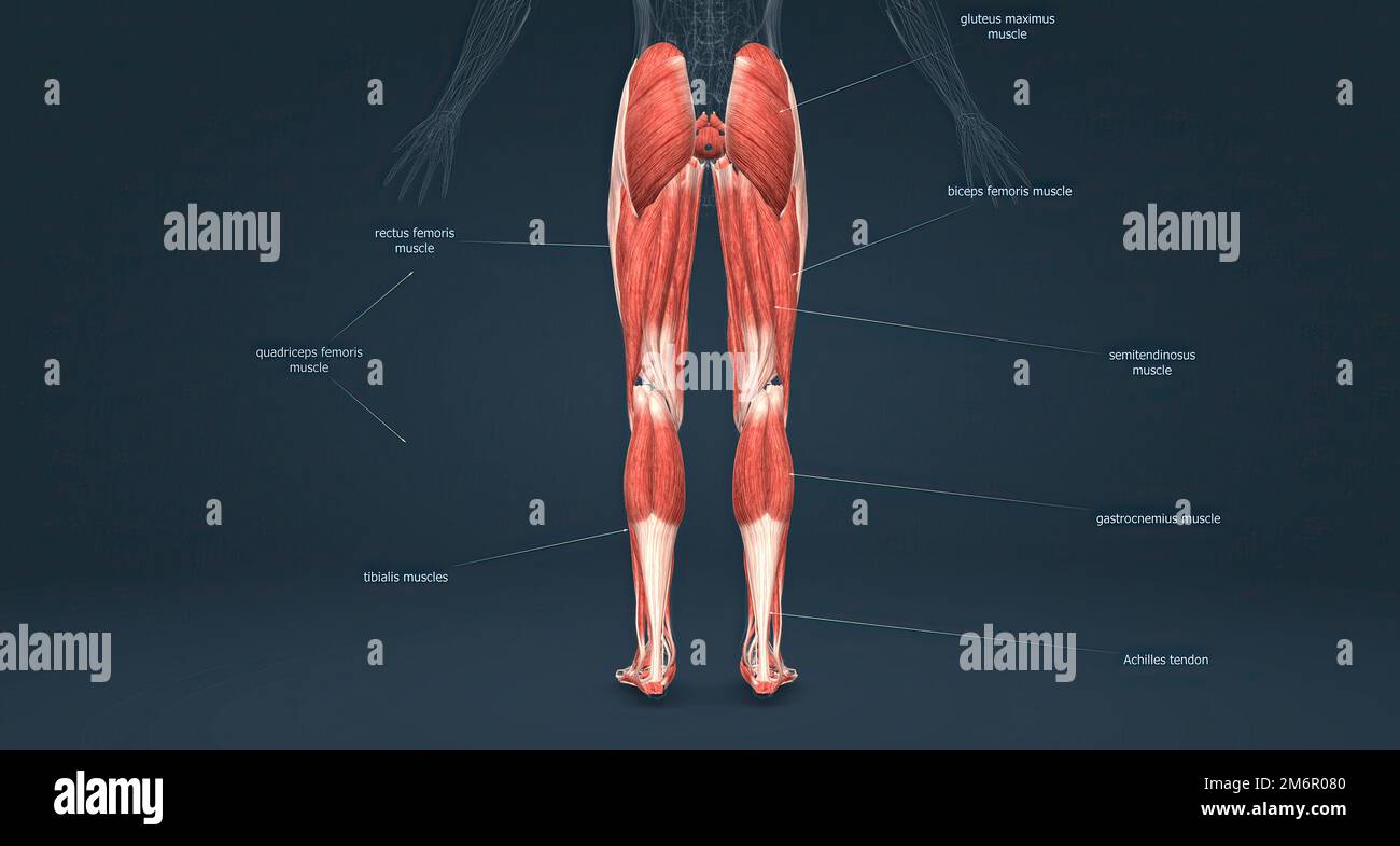 Human lower arm muscles hi-res stock photography and images - Alamy