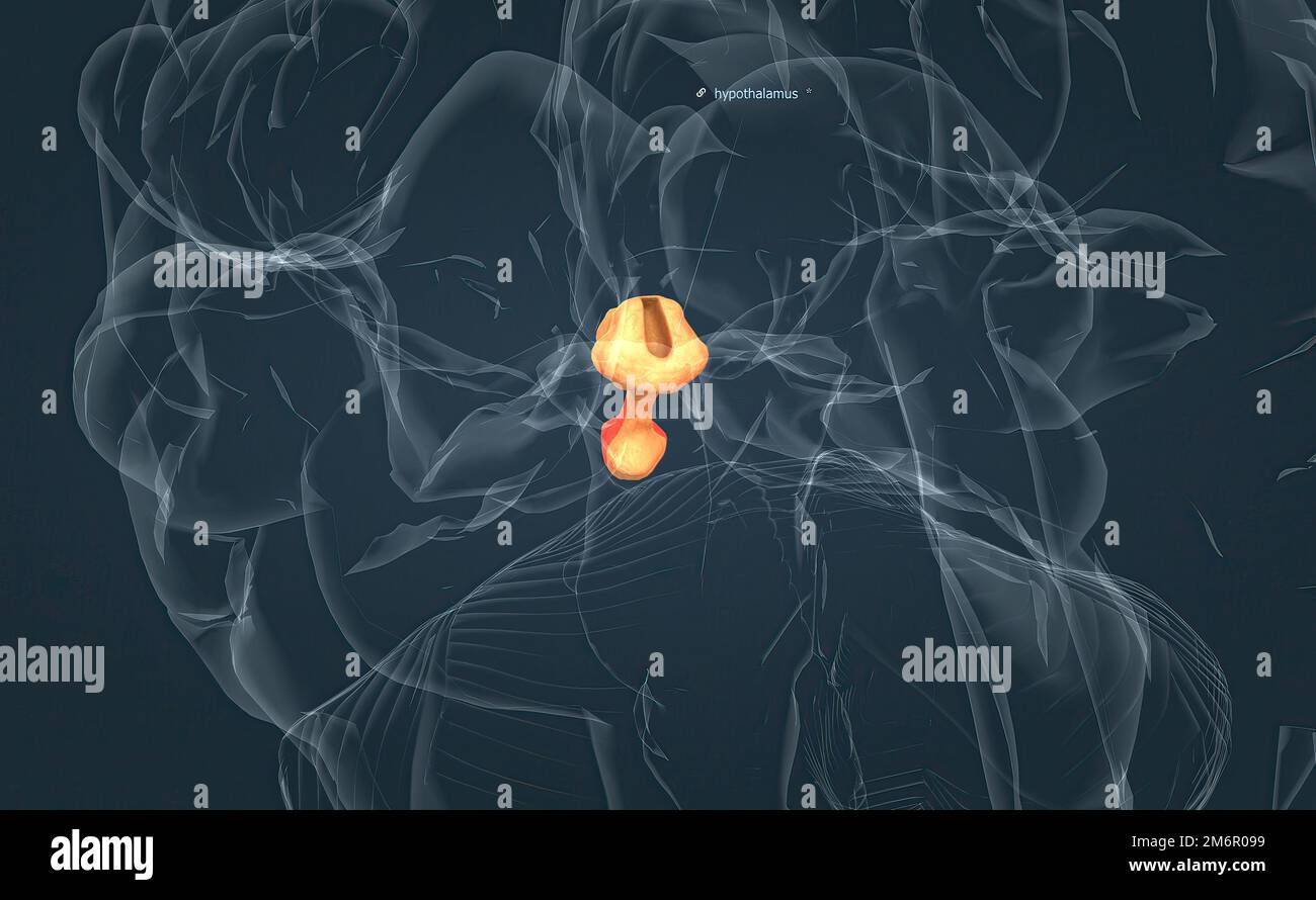 Inhibiting hormones hi-res stock photography and images - Alamy