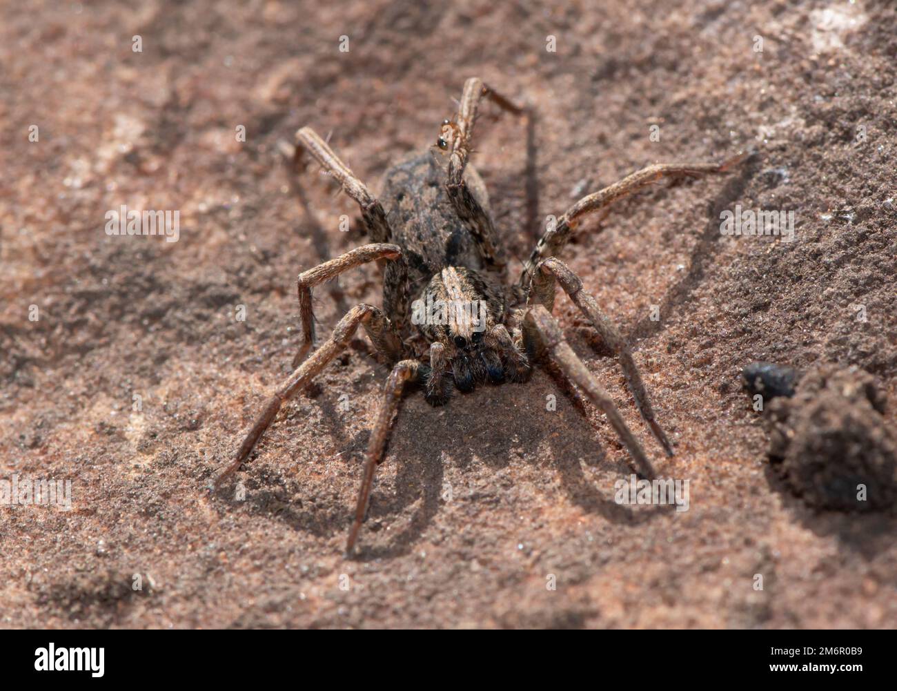 Wolf spider (Lycosidae Stock Photo - Alamy
