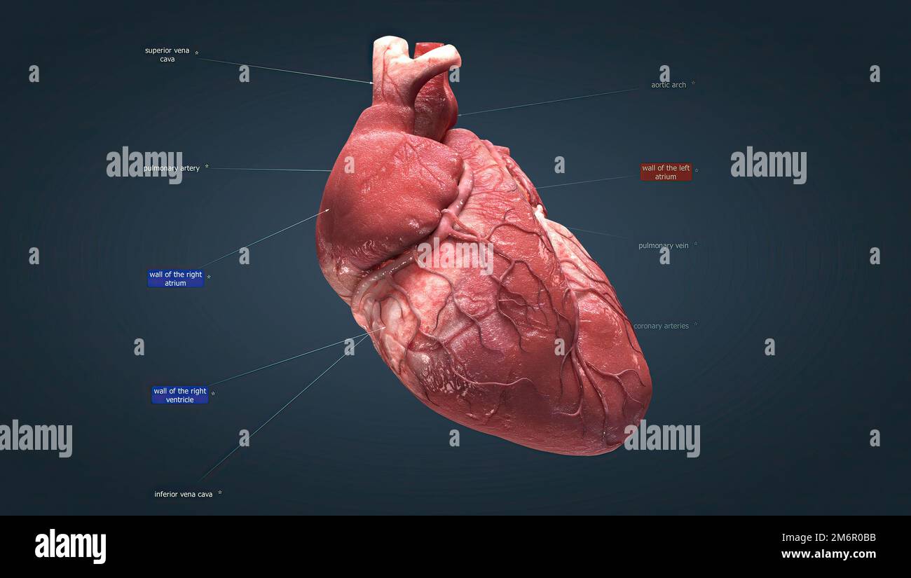 Oxygenation vessel hi-res stock photography and images - Alamy