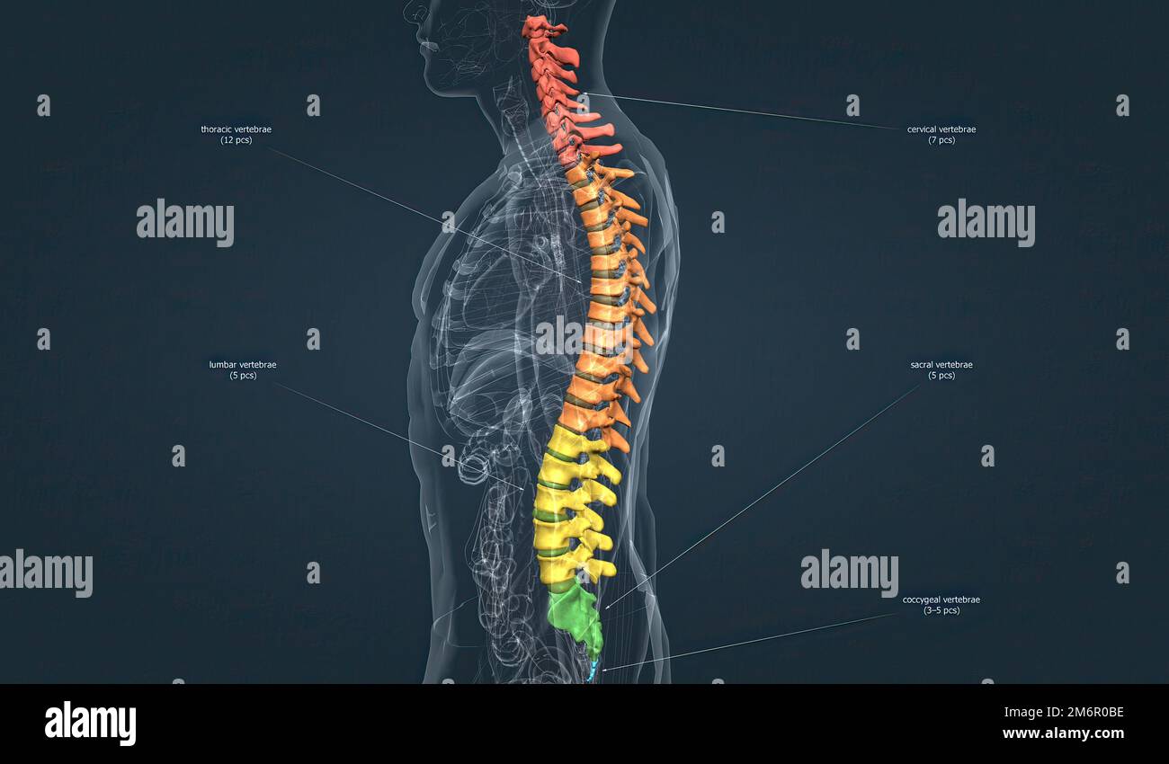 Tailbone hi-res stock photography and images - Alamy