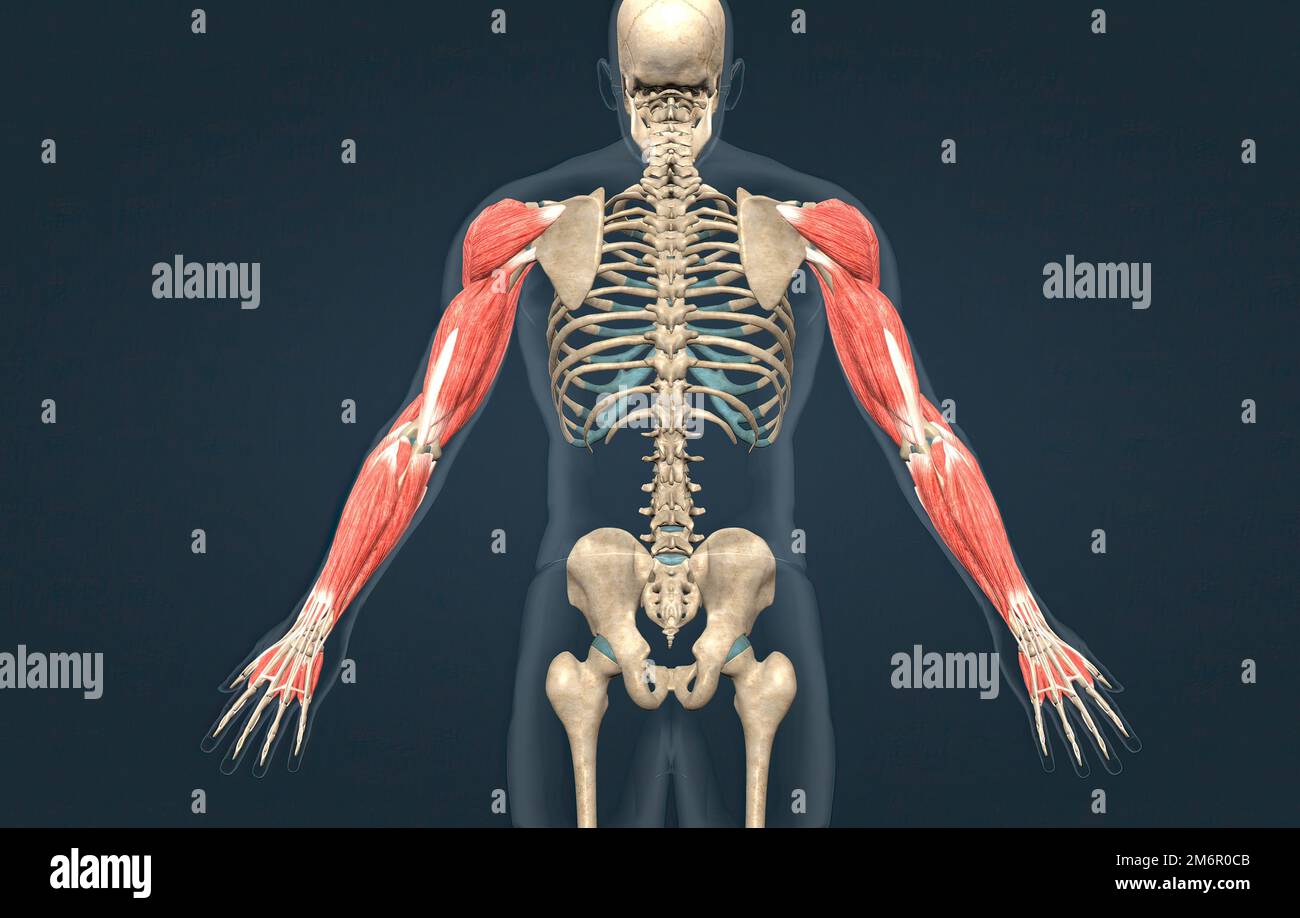 Brachialis muscle anatomy hi-res stock photography and images - Alamy