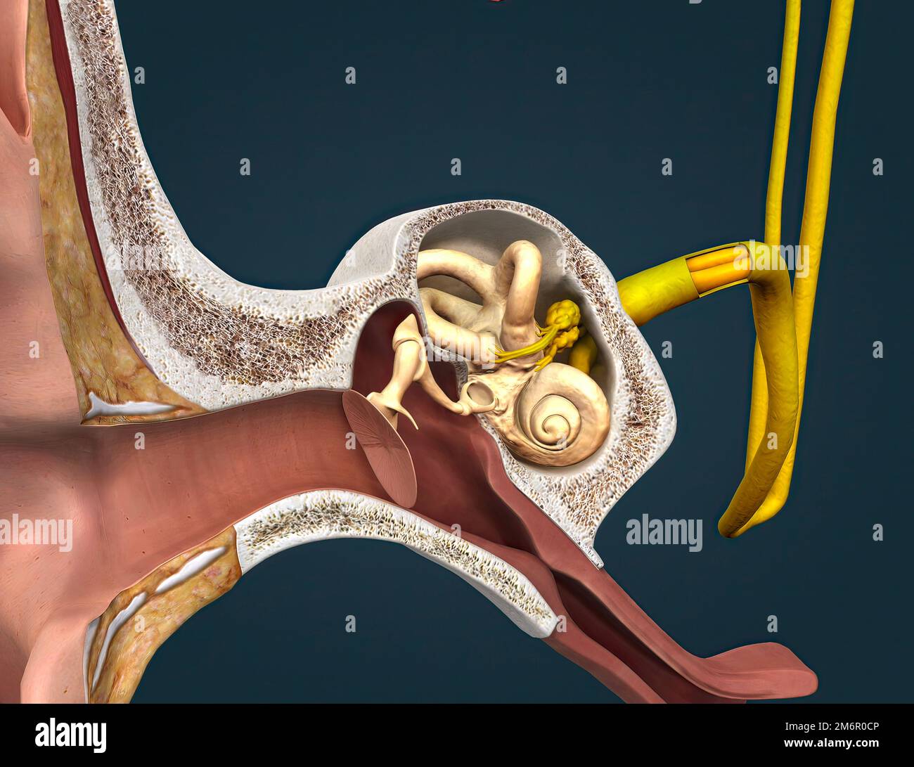 Paracentesis of the eardrum hi-res stock photography and images - Alamy