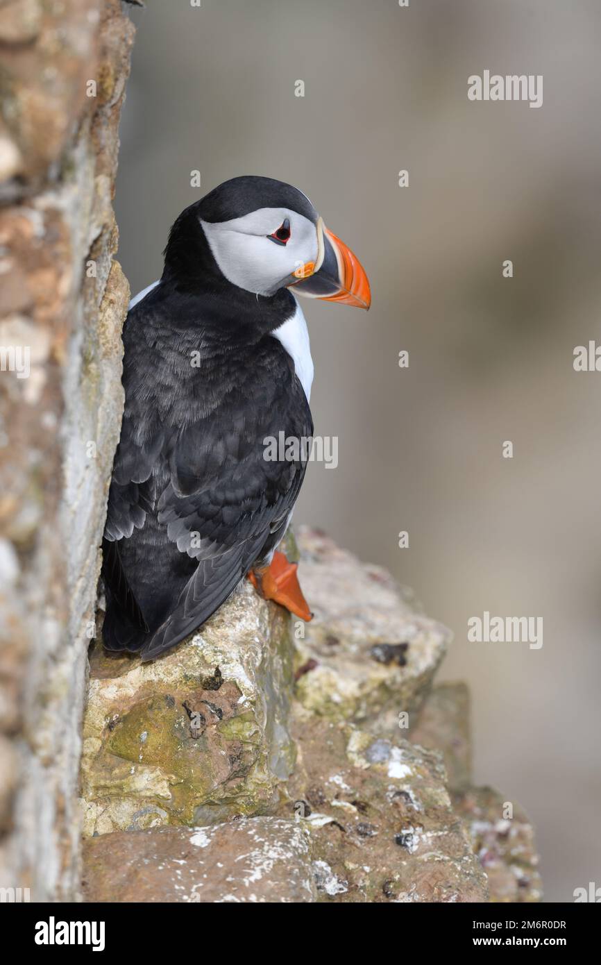 Puffins at Bempton Cliffs on the East Yorkshire Coast Stock Photo - Alamy