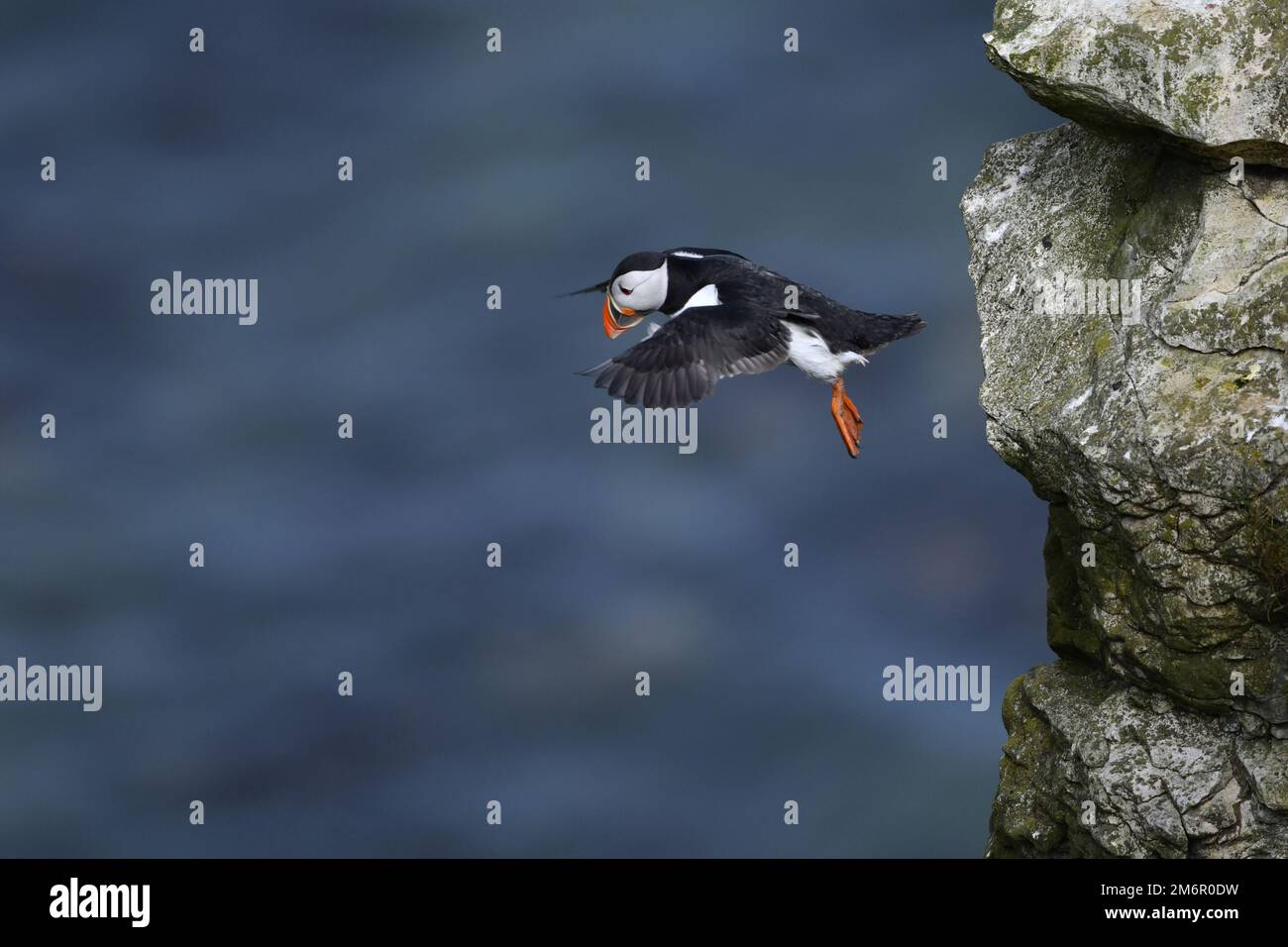Puffins at Bempton Cliffs on the East Yorkshire Coast Stock Photo - Alamy