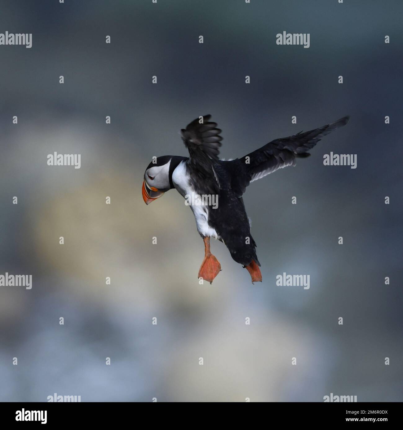 Puffins at Bempton Cliffs on the East Yorkshire Coast Stock Photo - Alamy