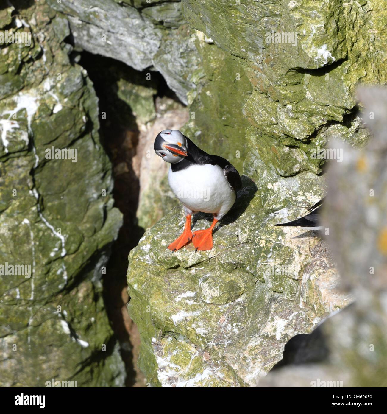Puffins at Bempton Cliffs on the East Yorkshire Coast Stock Photo - Alamy