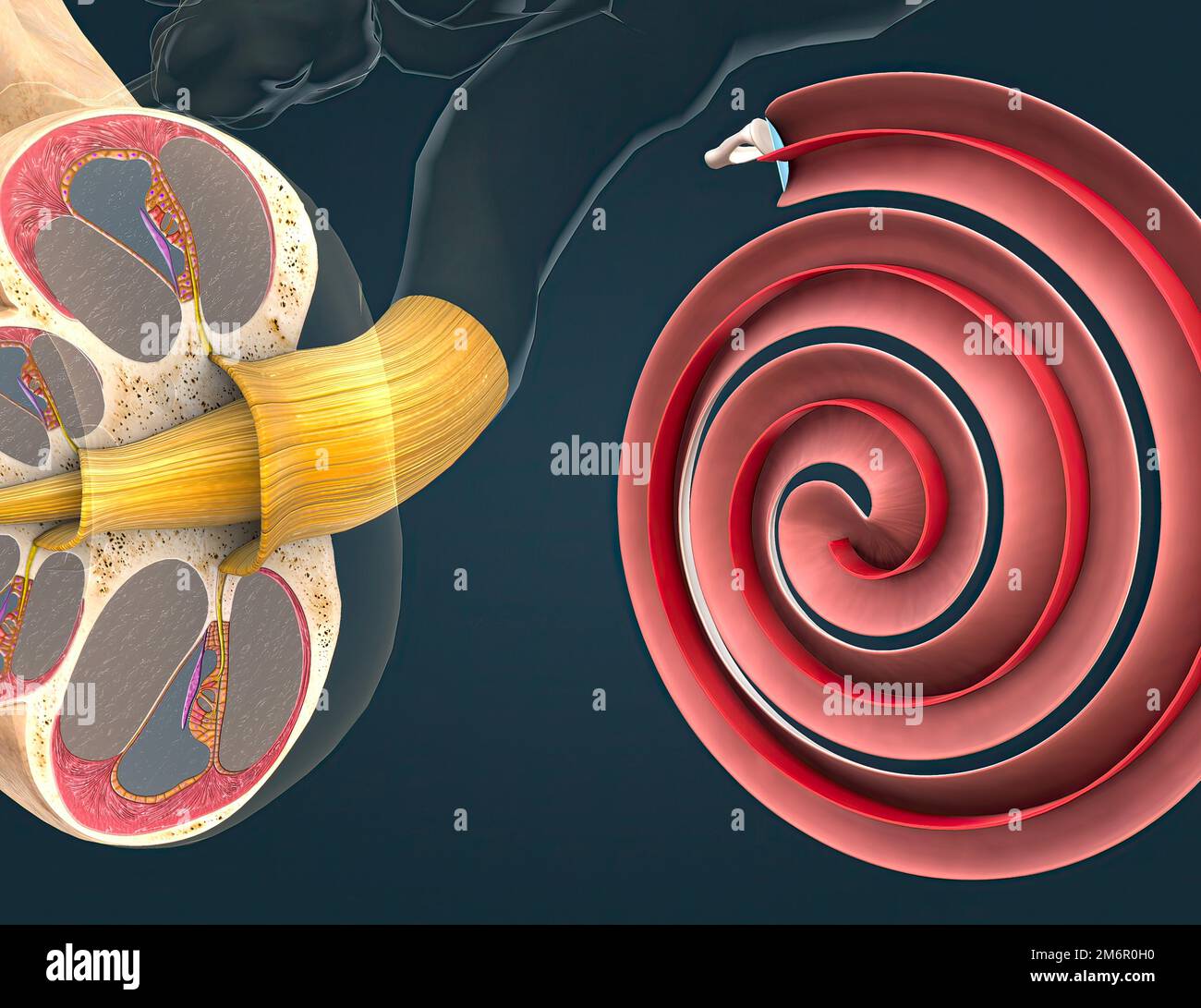 Paracentesis of the eardrum hi-res stock photography and images - Alamy