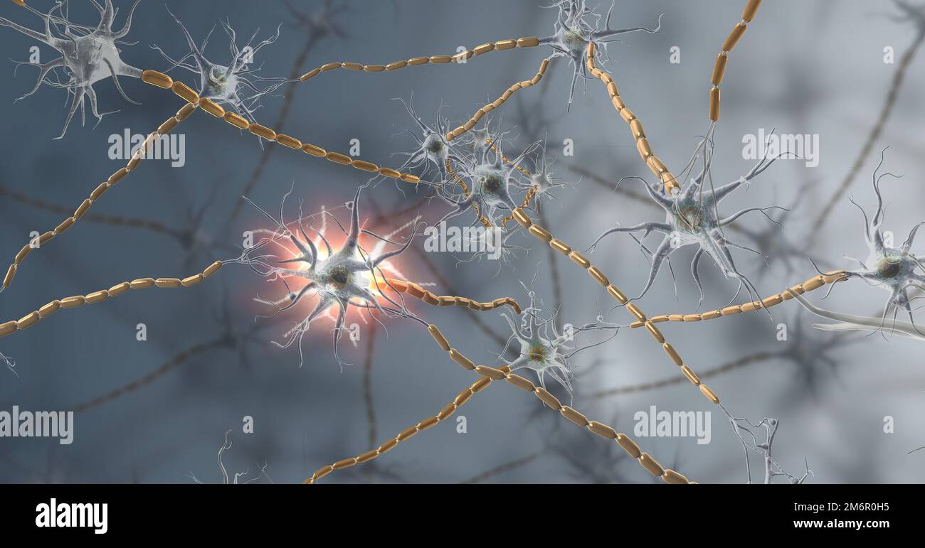 Nerve fibres human brain hi-res stock photography and images - Alamy
