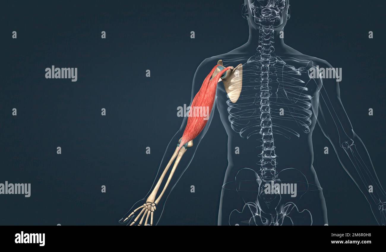Heads Of The Biceps Brachii Muscle at Corey White blog