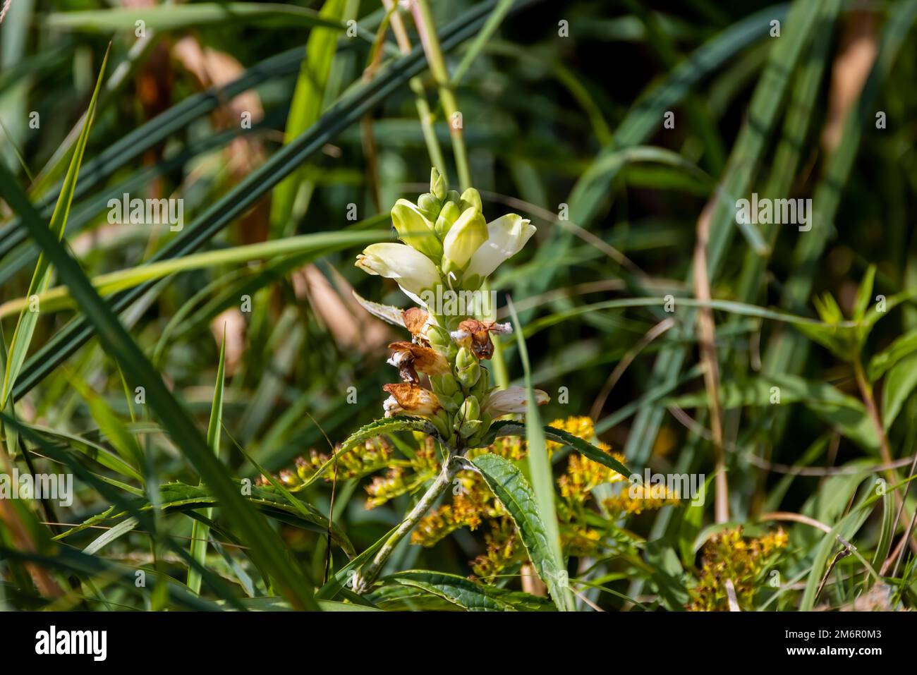 The white turtlehead (Chelone glabra Stock Photo - Alamy