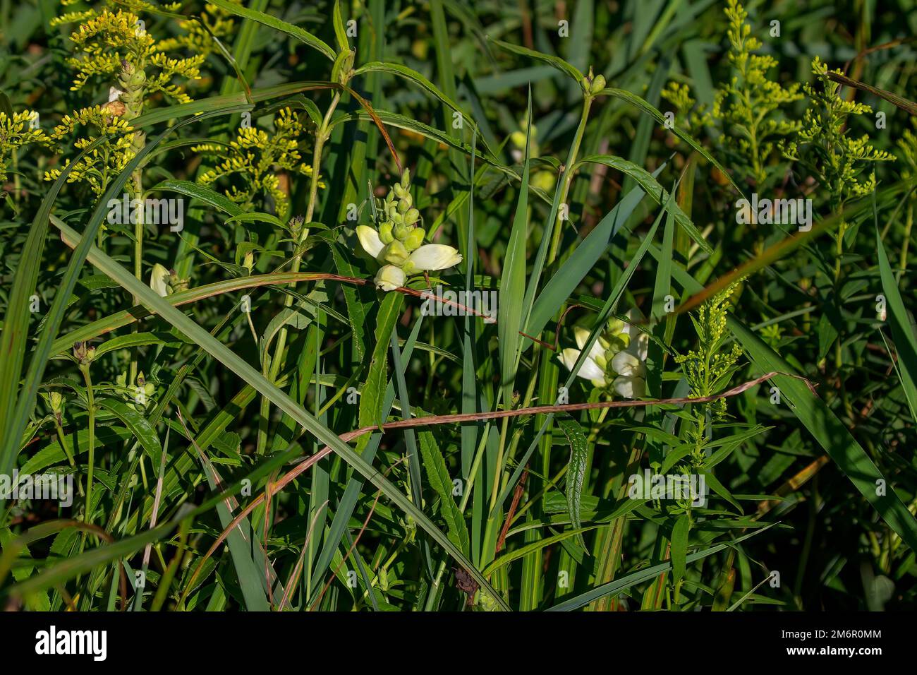 The white turtlehead (Chelone glabra Stock Photo - Alamy