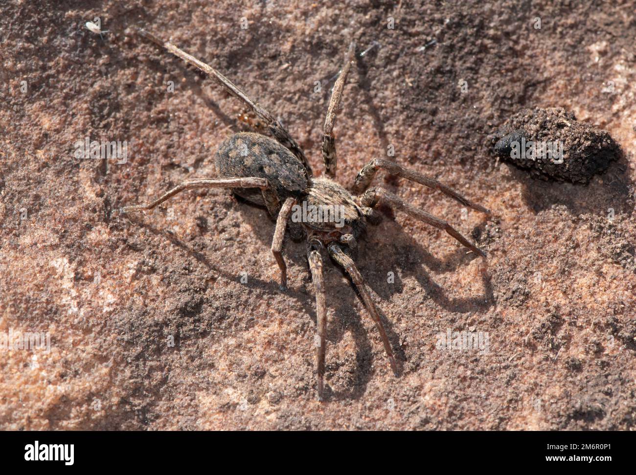 Wolf spider (Lycosidae Stock Photo - Alamy