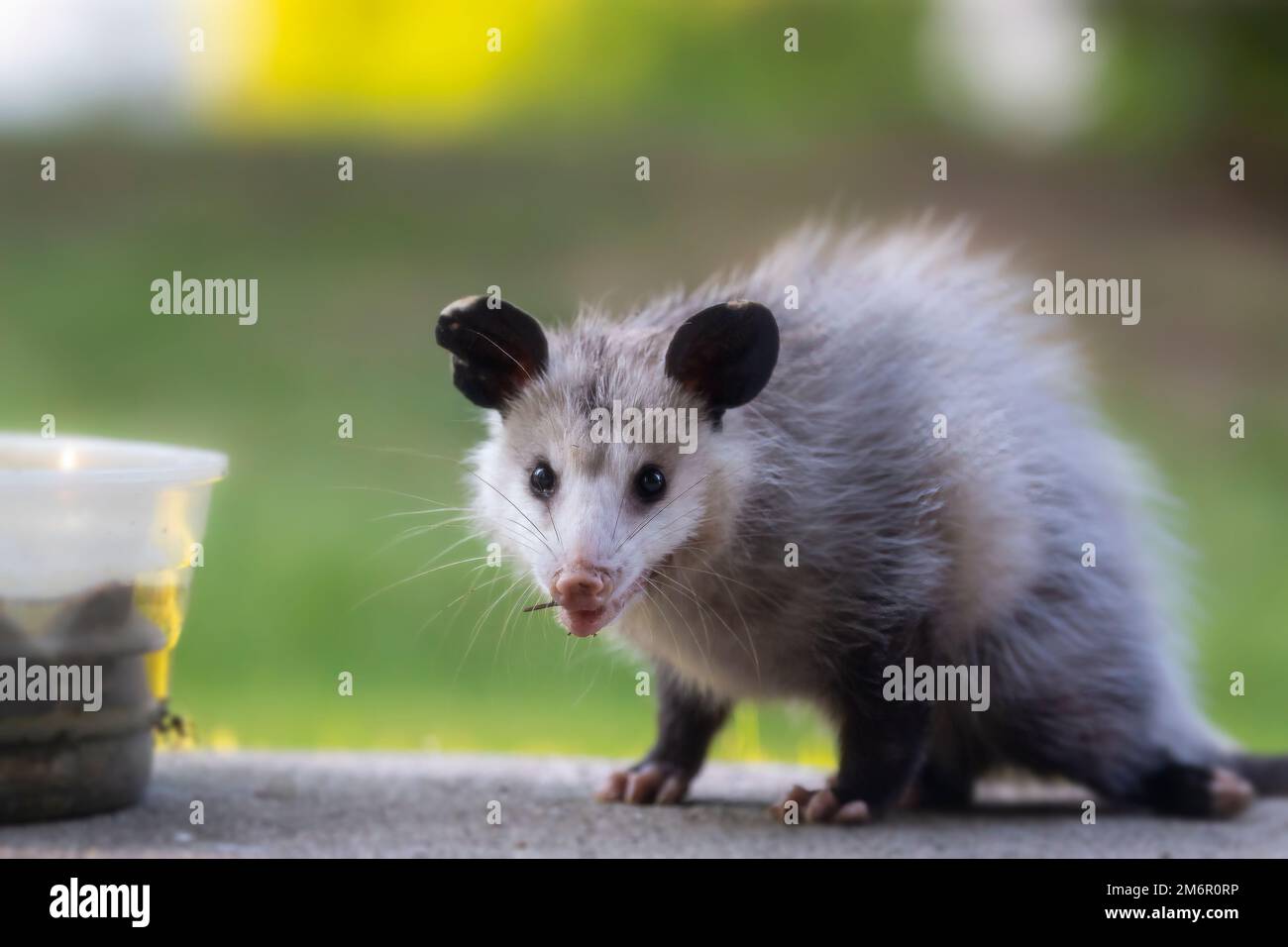 The Virginia opossum (Didelphis virginiana Stock Photo - Alamy