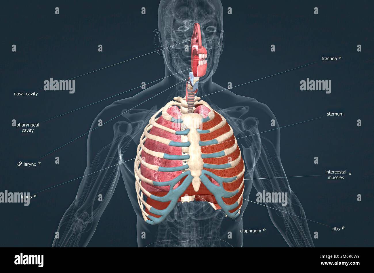 Throat air sac hi-res stock photography and images - Alamy