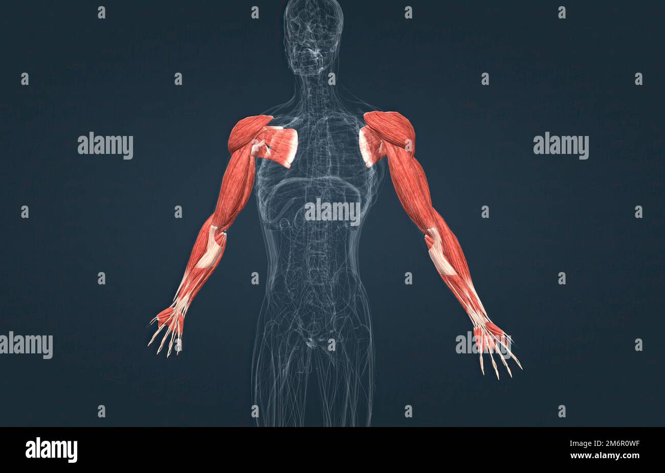 The Muscles That Move The Forearm Are Located Along The Humerus, Which ...