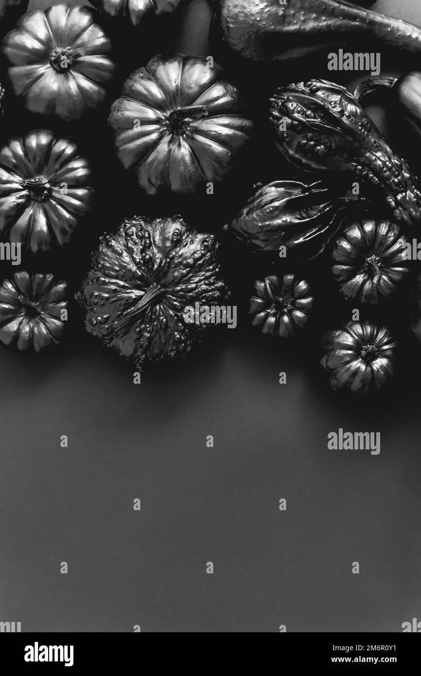Various kinds cute mini pumpkins in black colour placed black ...