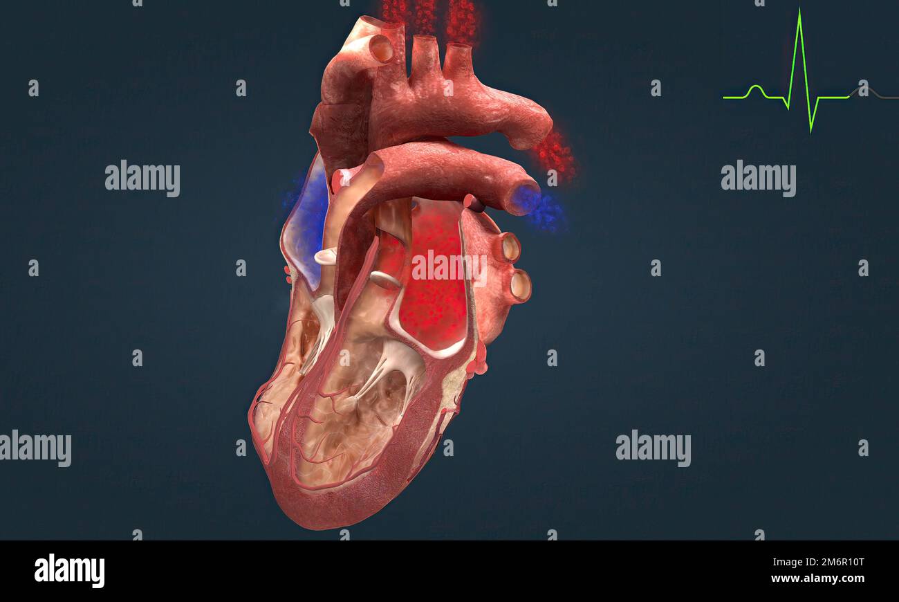 Heart electrical conduction system hi-res stock photography and images ...