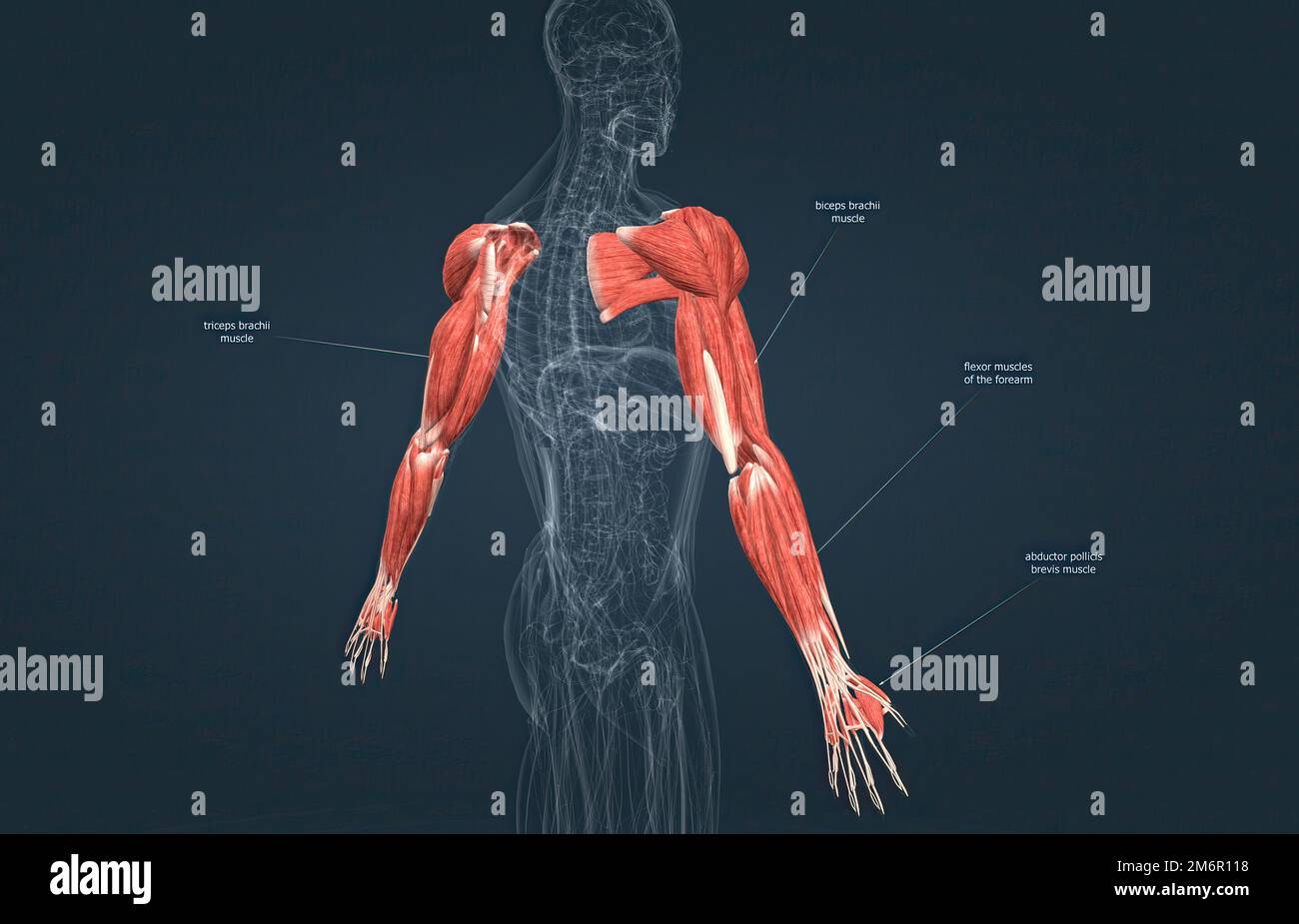 Brachialis muscle anatomy hi-res stock photography and images - Alamy