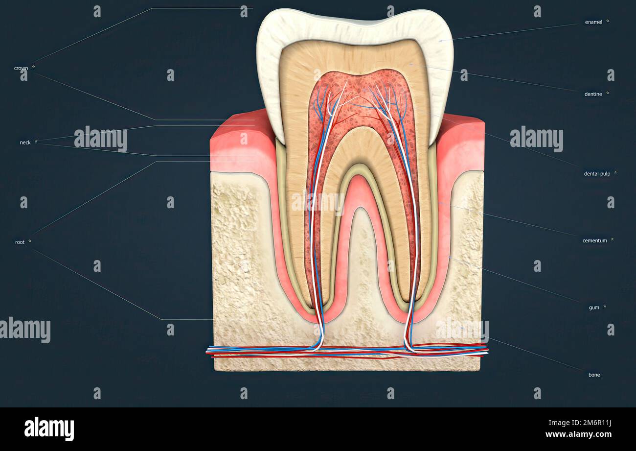 Supporting tissue hi-res stock photography and images - Alamy