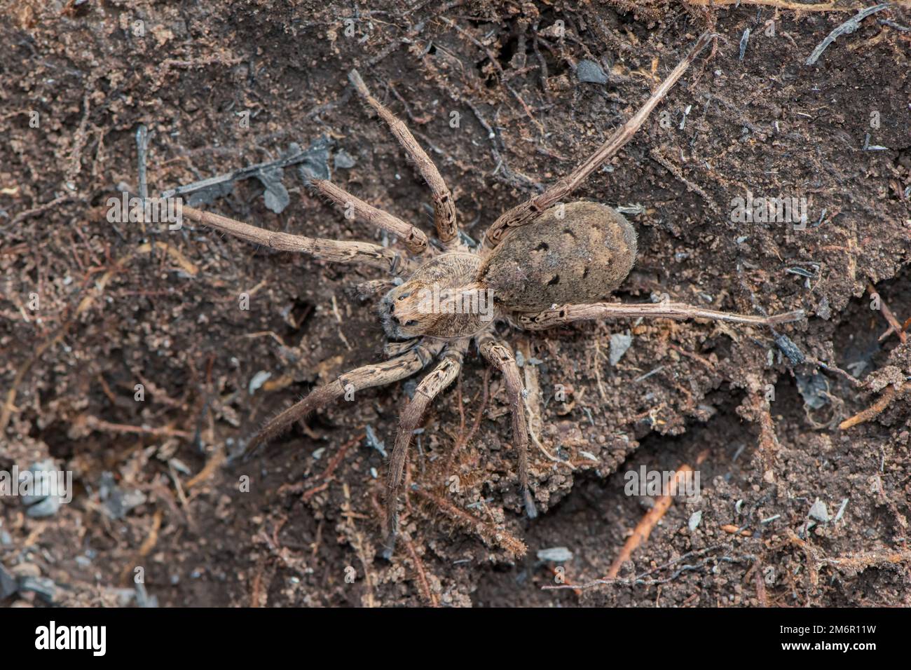 Wolf spider (Lycosidae Stock Photo - Alamy