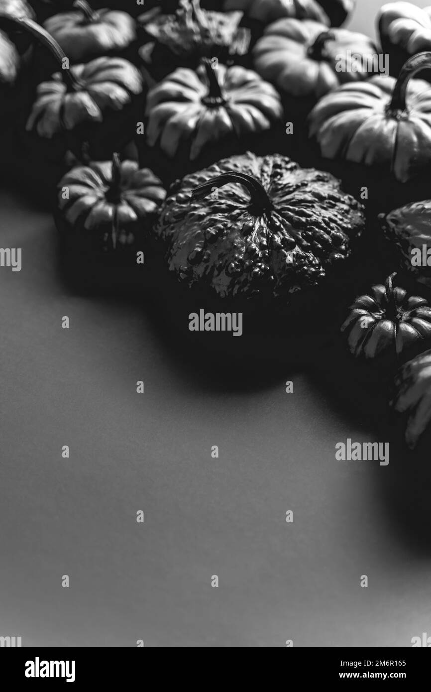 Various kinds cute mini pumpkins in black colour placed black ...