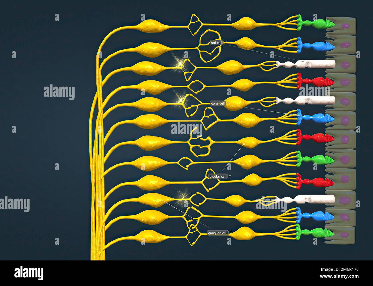 Neural circuitry hi-res stock photography and images - Alamy