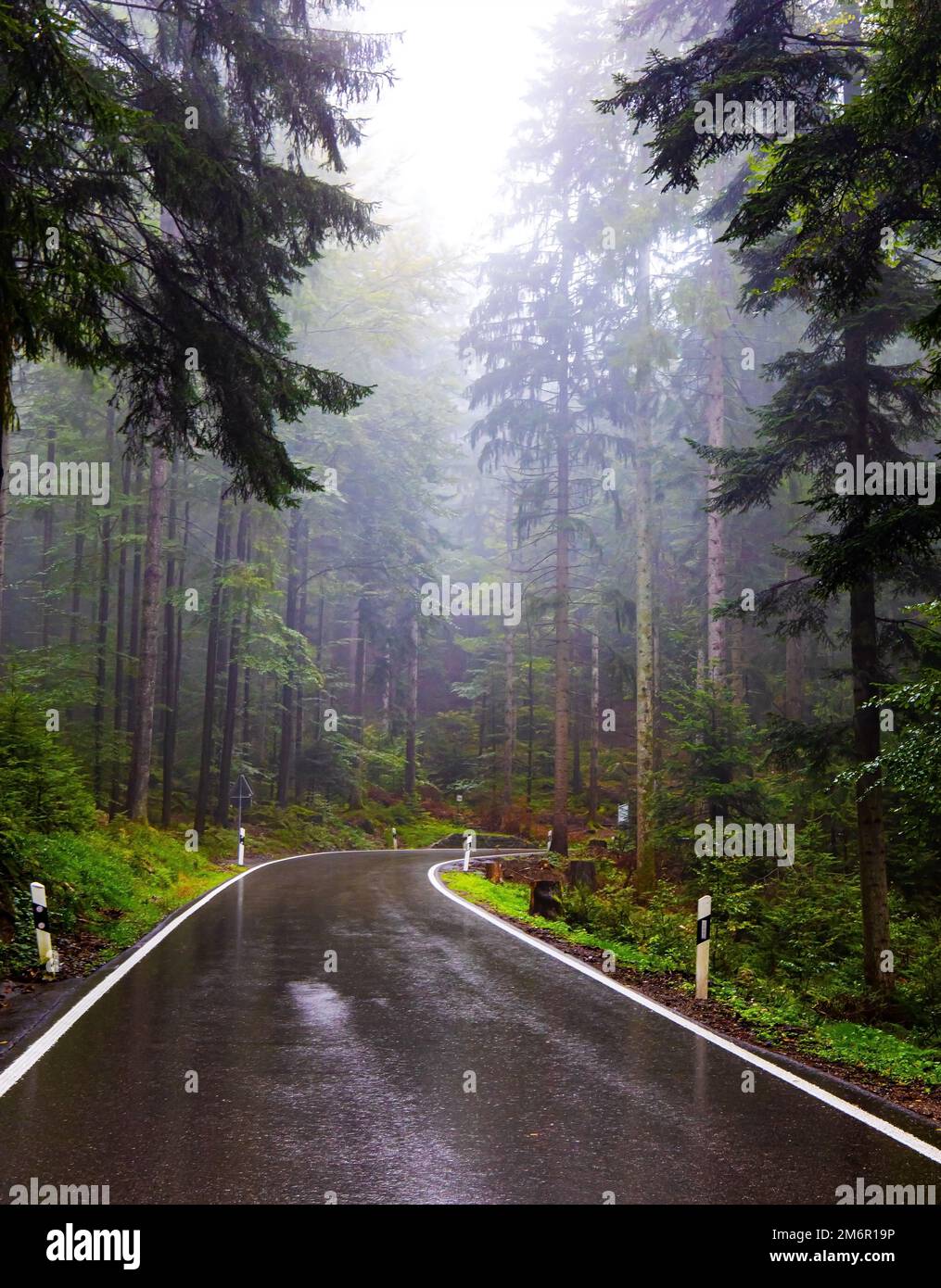 Famous forest hi-res stock photography and images - Alamy