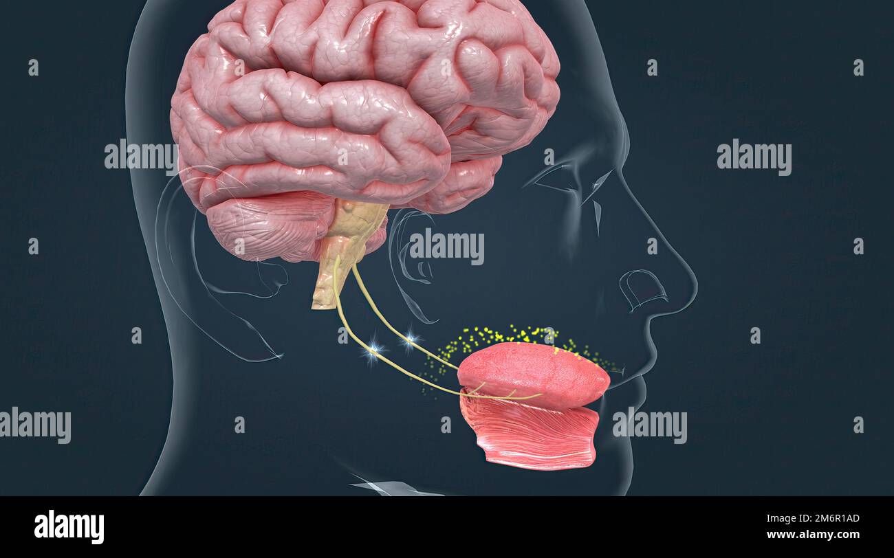 Sweet taste receptors hi-res stock photography and images - Alamy