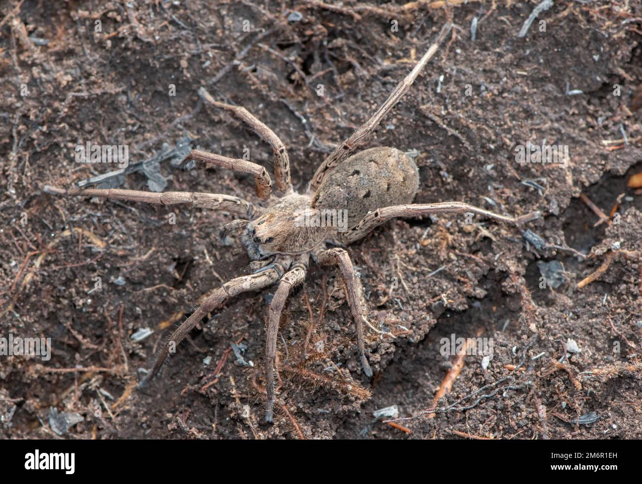 Wolf spider (Lycosidae Stock Photo - Alamy
