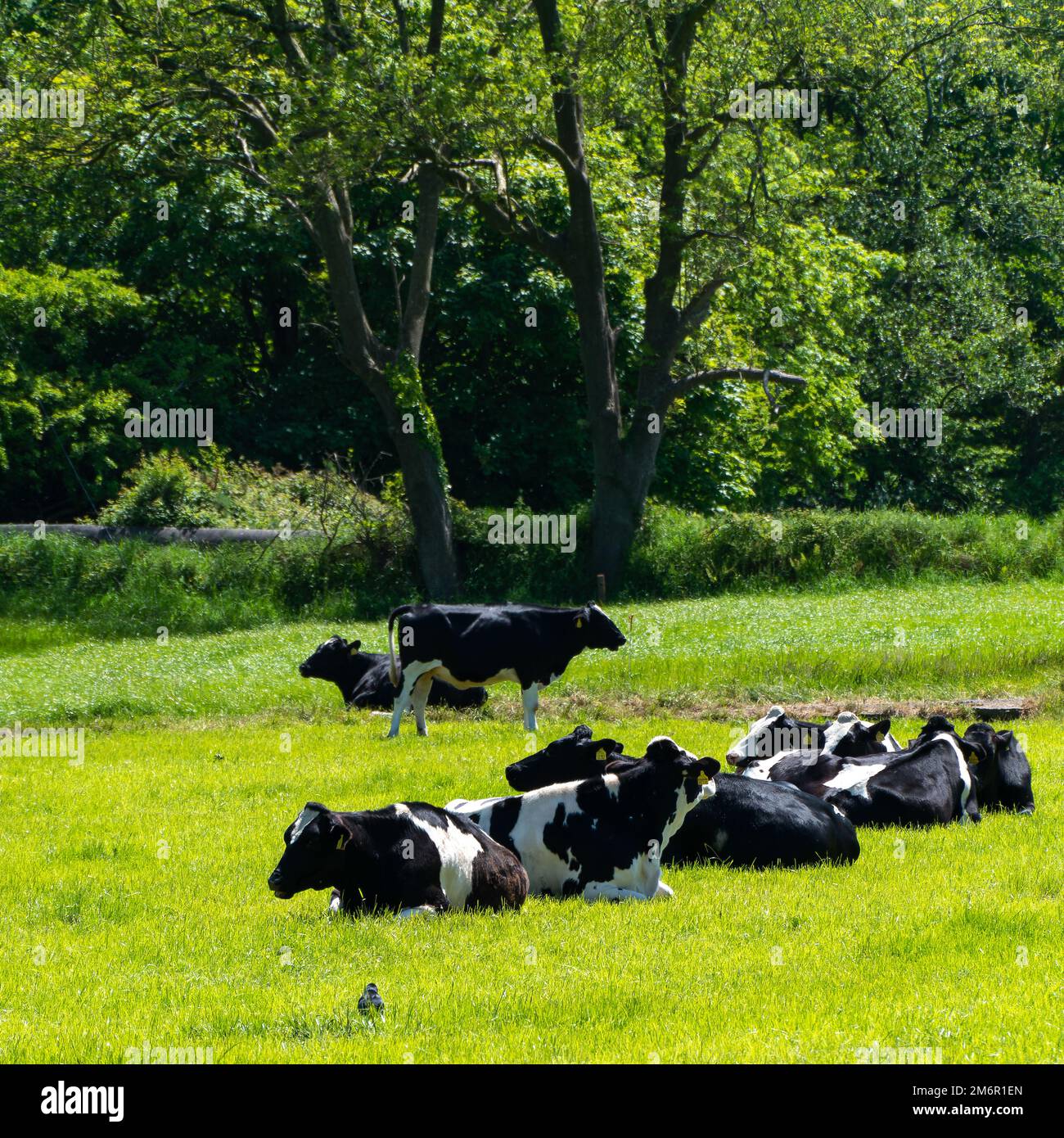 Several black and white cows are lying on a green meadow on a sunny ...