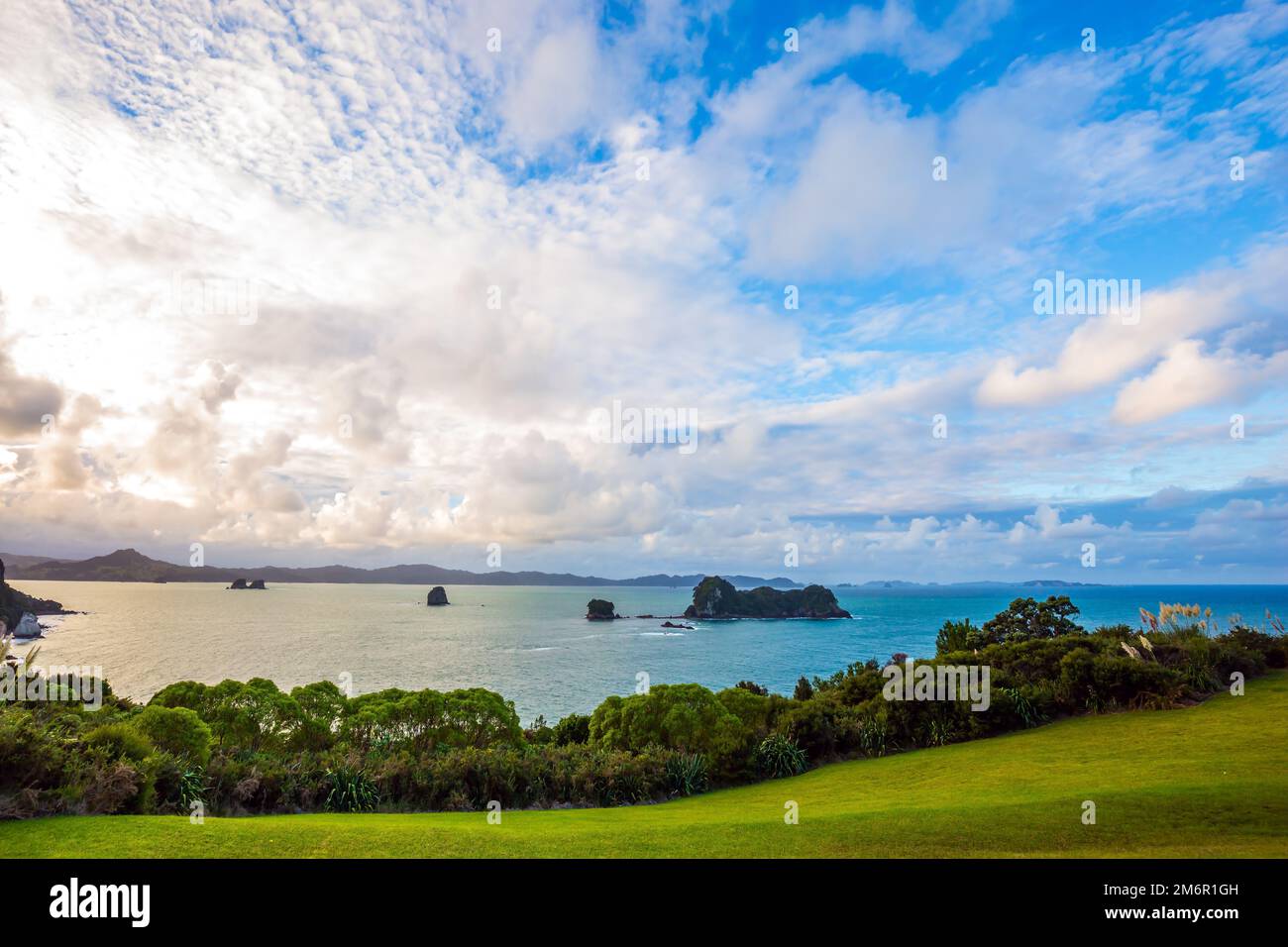 Exotic trees and bushes Stock Photo - Alamy