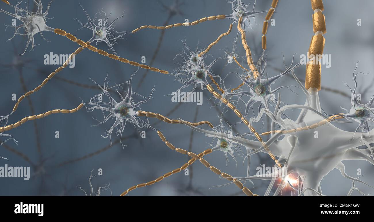 Nerve fibres human brain hi-res stock photography and images - Alamy
