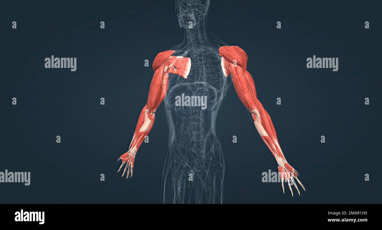 Upper limbs anatomy hi-res stock photography and images - Alamy