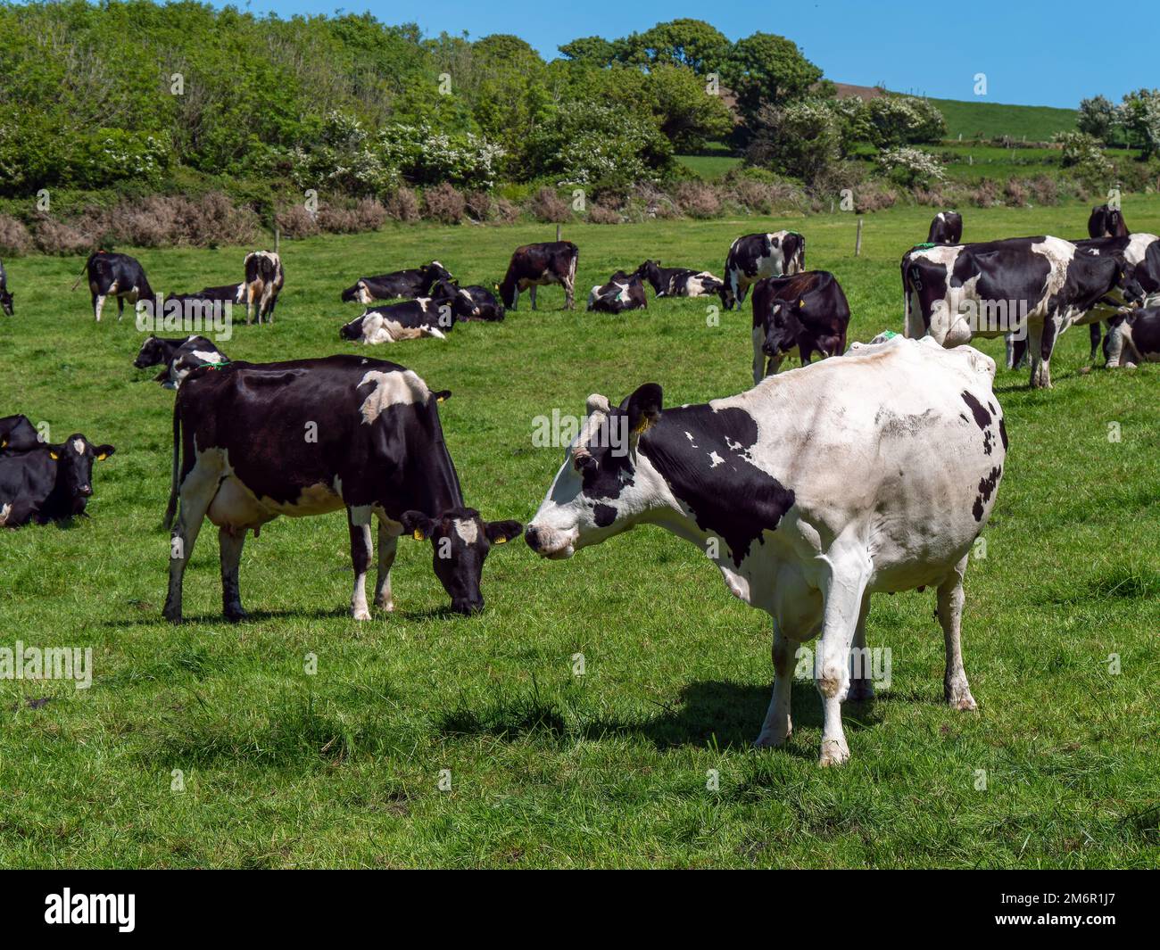 A black and white cows on a green pasture on a sunny spring day ...