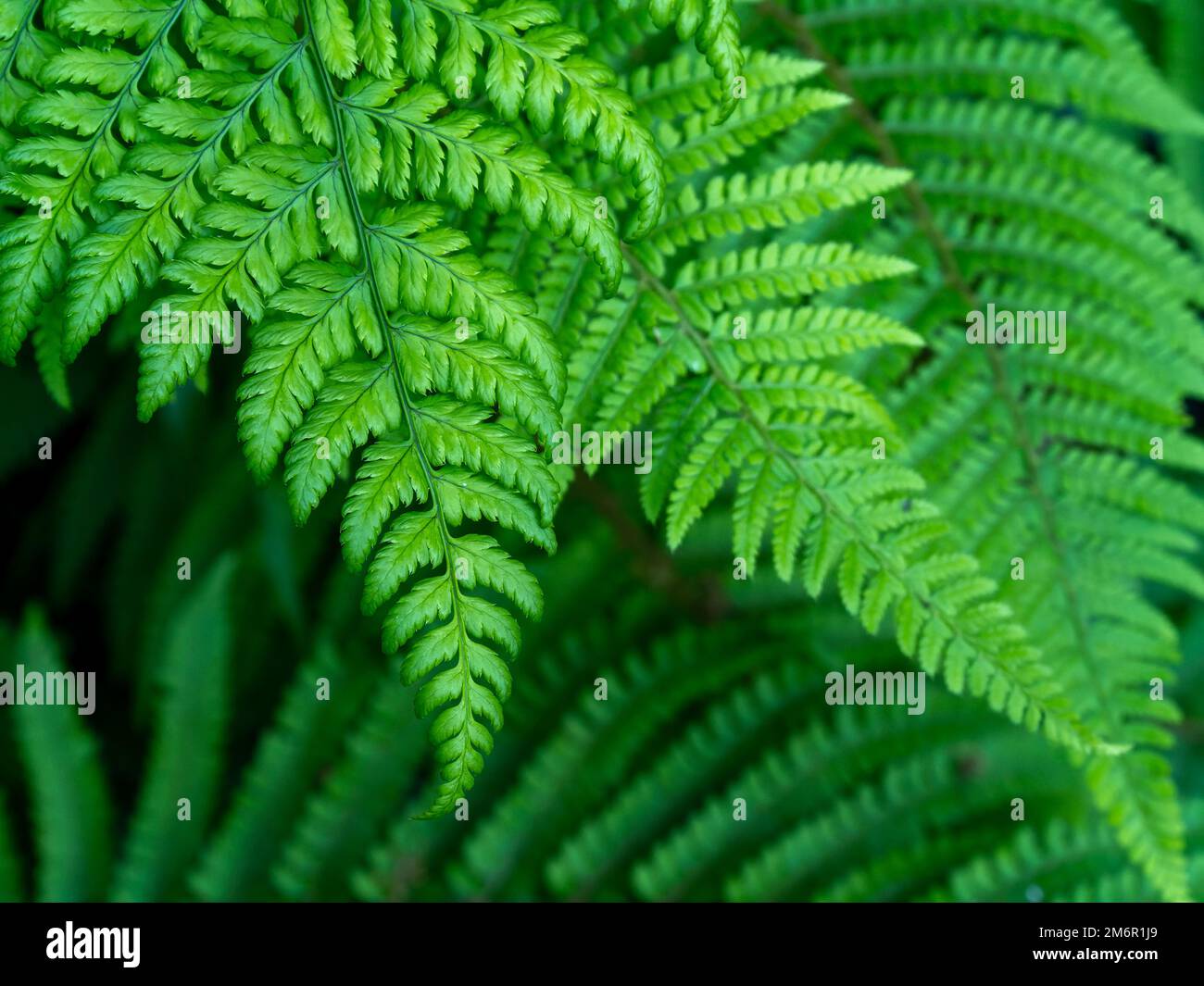 Beautiful leaves of a fern, a close-up shot. Dense green foliage, macro ...