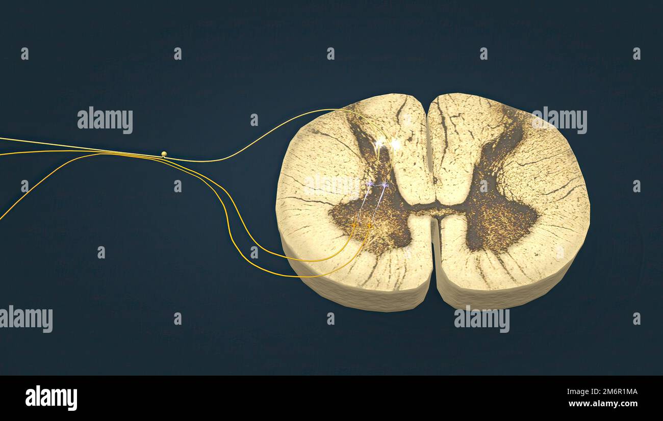 Nerve fibres human brain hi-res stock photography and images - Alamy
