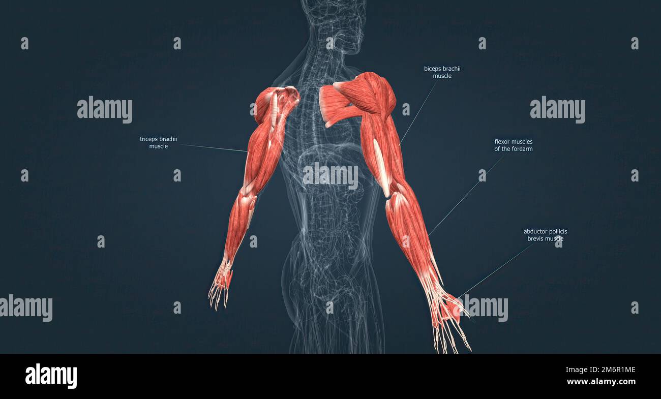 Upper limbs anatomy hi-res stock photography and images - Alamy