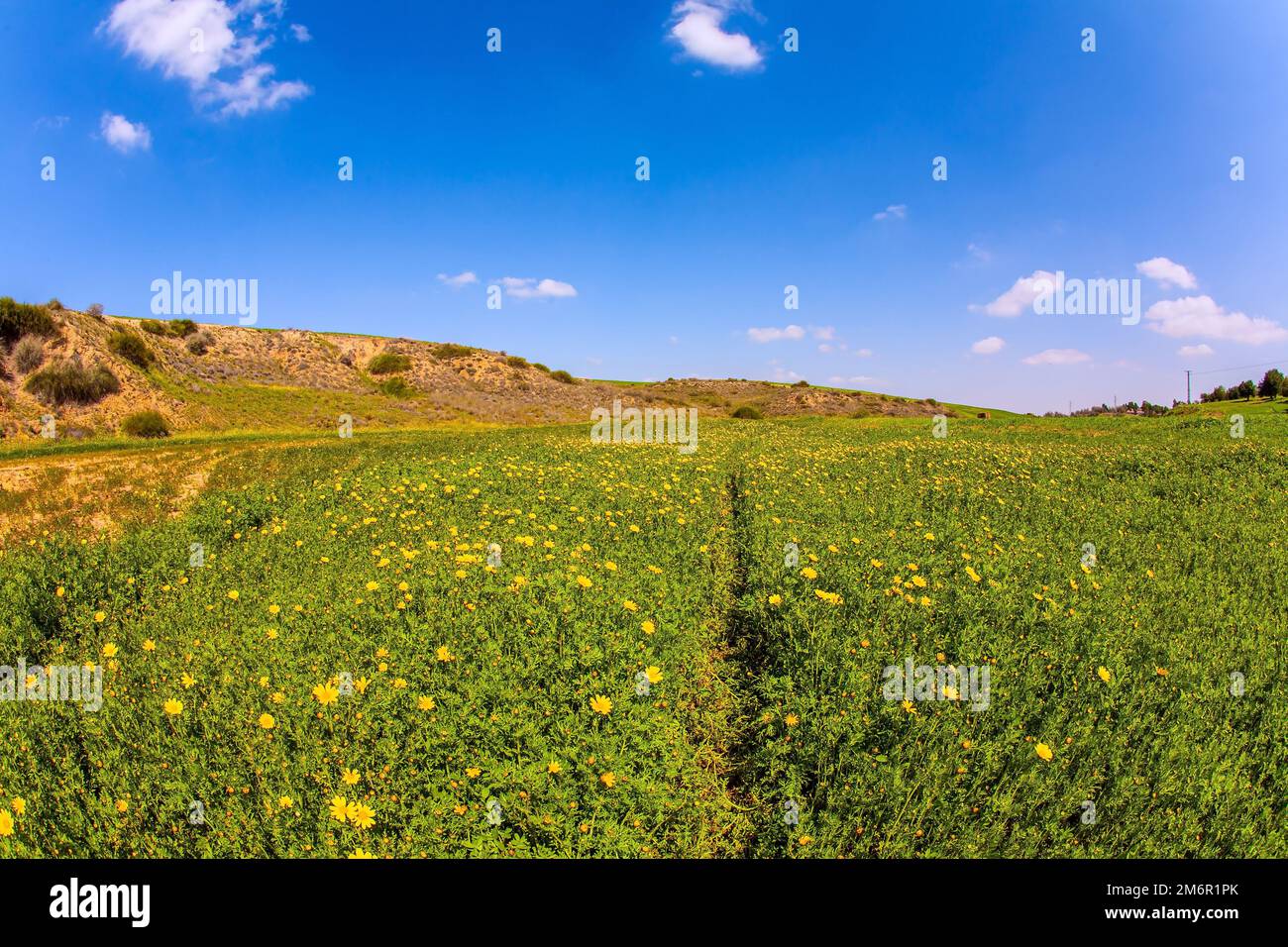Field of daisies Stock Photo - Alamy