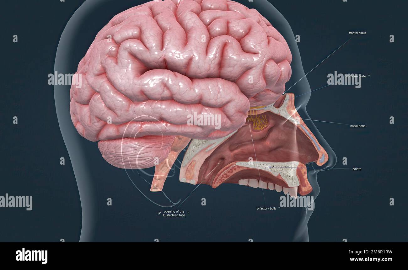 Olfactory pathway hi-res stock photography and images - Alamy