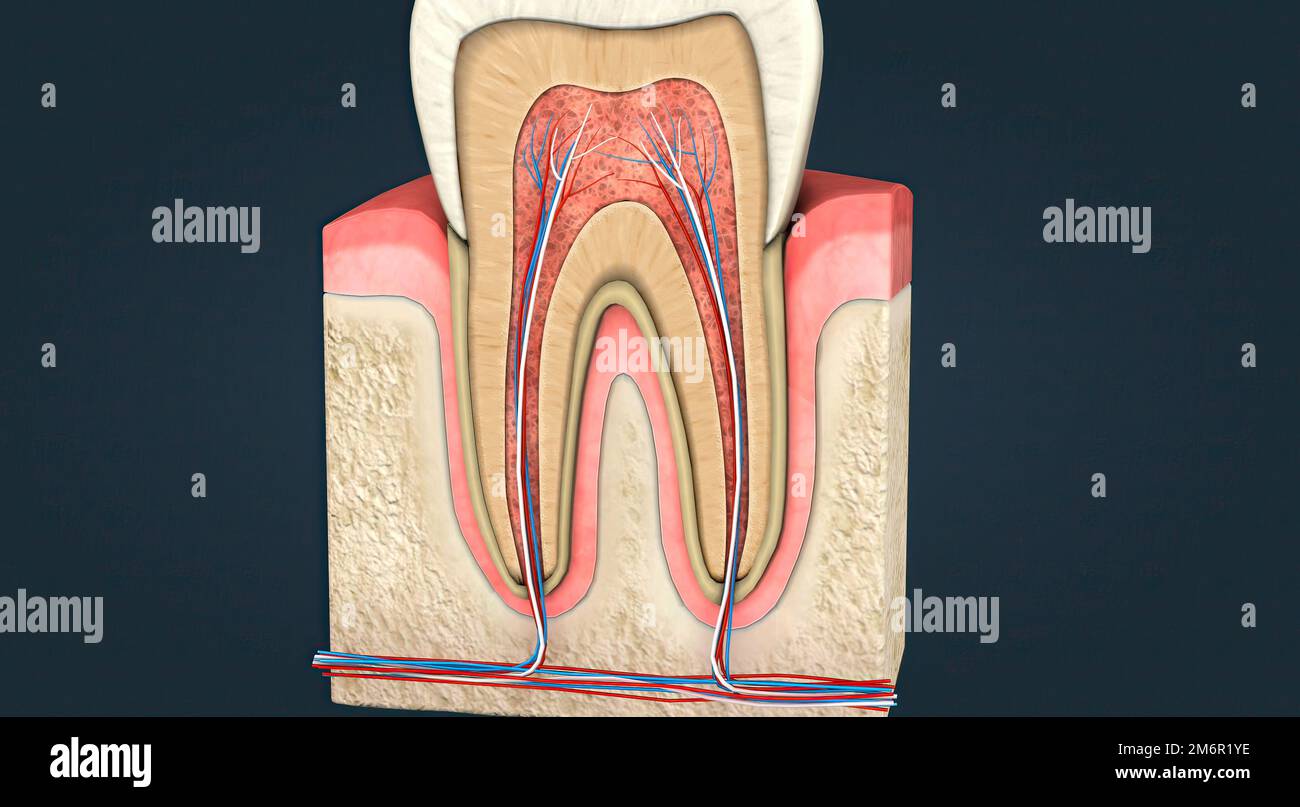 Supporting tissue hi-res stock photography and images - Alamy