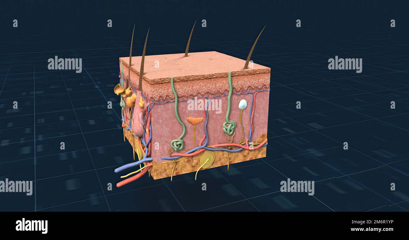 Visual receptors hi-res stock photography and images - Alamy