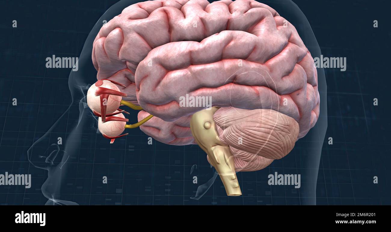 Light receptors hi-res stock photography and images - Alamy