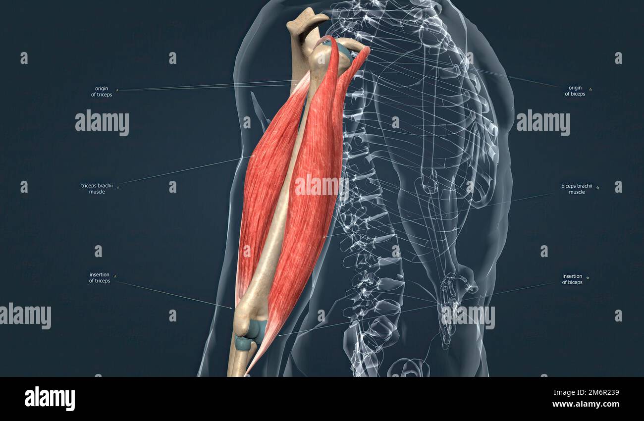 Cardiac tissue microscope hi-res stock photography and images - Alamy