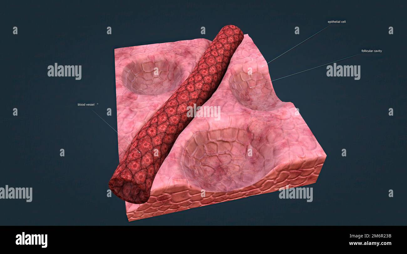 Thyroid follicular cells hi-res stock photography and images - Alamy