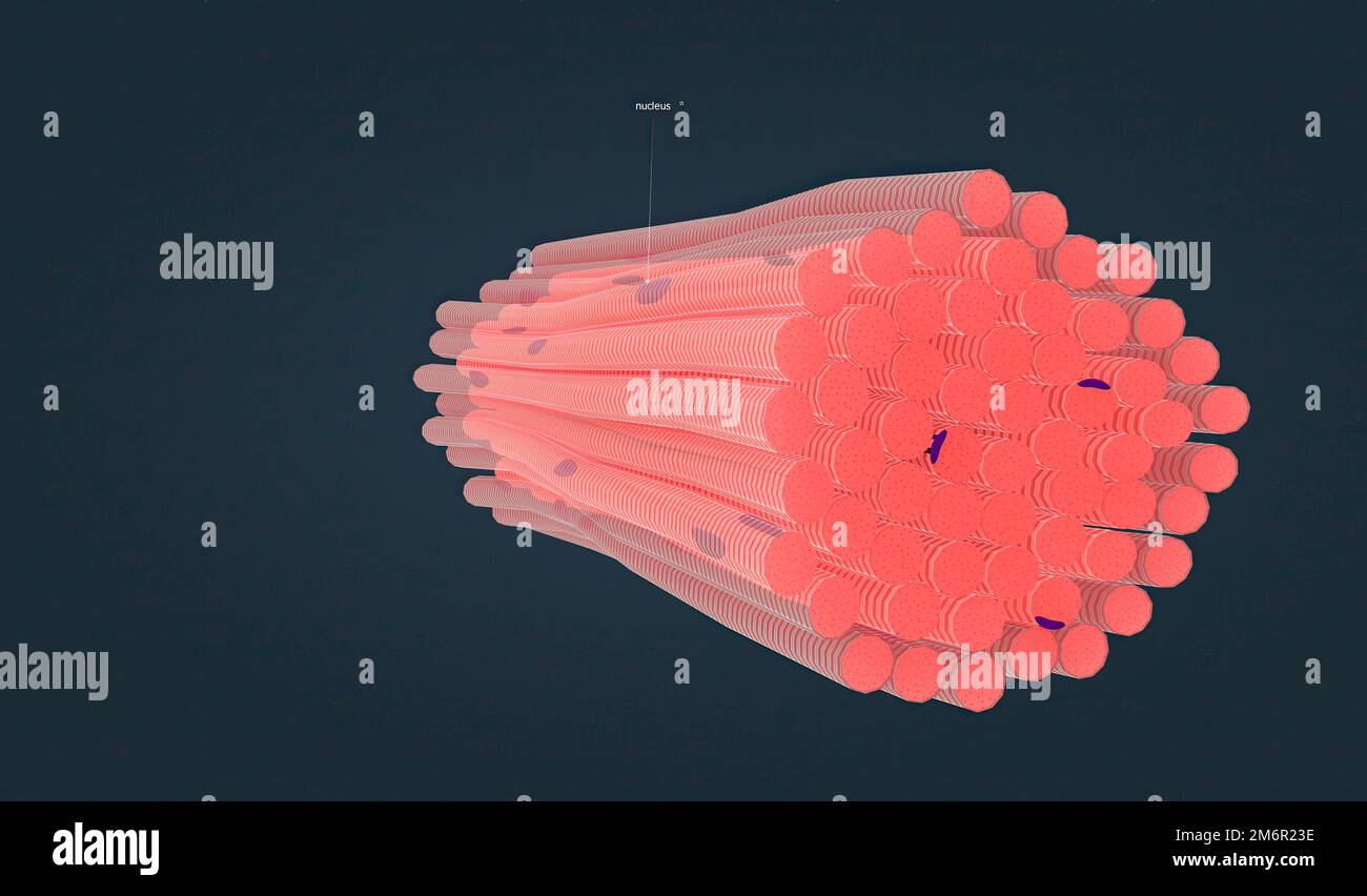 Fusiform muscle cell hi-res stock photography and images - Alamy